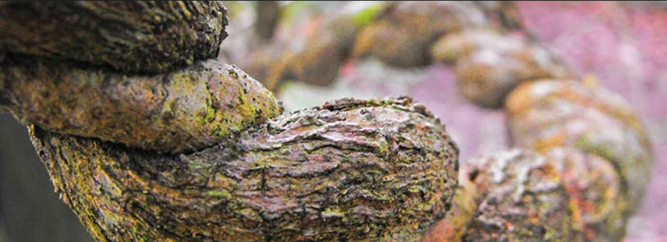 Iowaska - What is it?