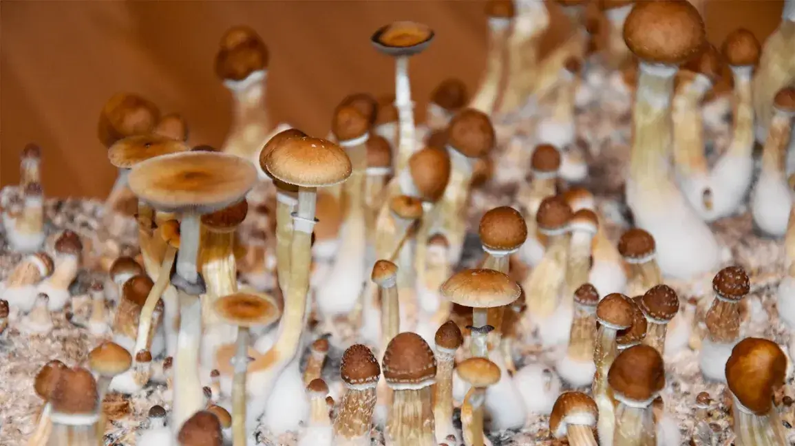 A Journey into the Healing Properties of Psychedelic Mushrooms - TEMPLE ...